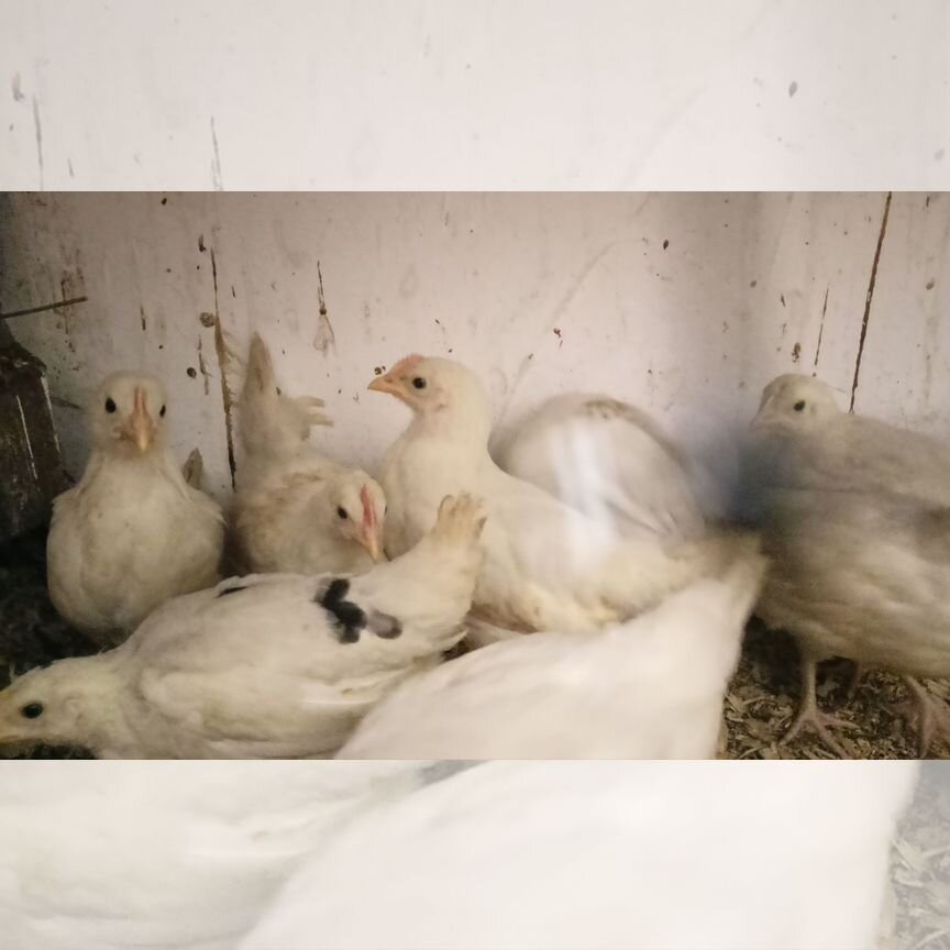 Молодые петушки