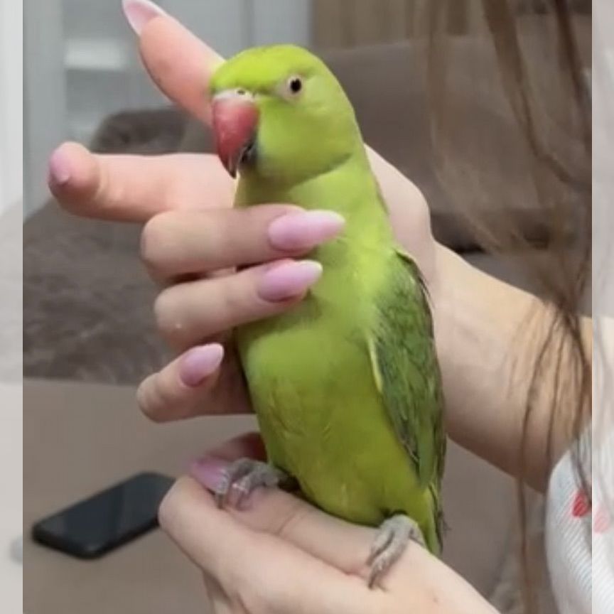 Ожереловый попугай самец