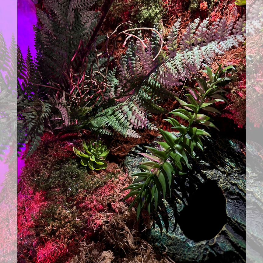 Готовый террариум для эублефара/паука/лягушек