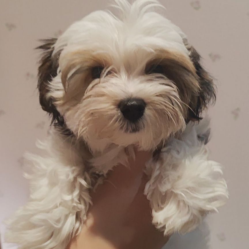 Йоркширский терьер, щенок