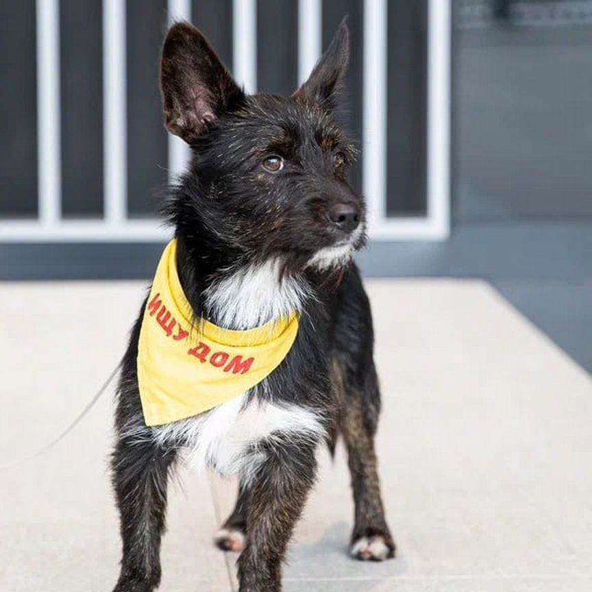 Собака в добрые руки маленькая порода