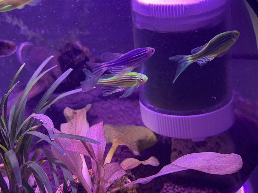 Аквариум круглый с рыбками