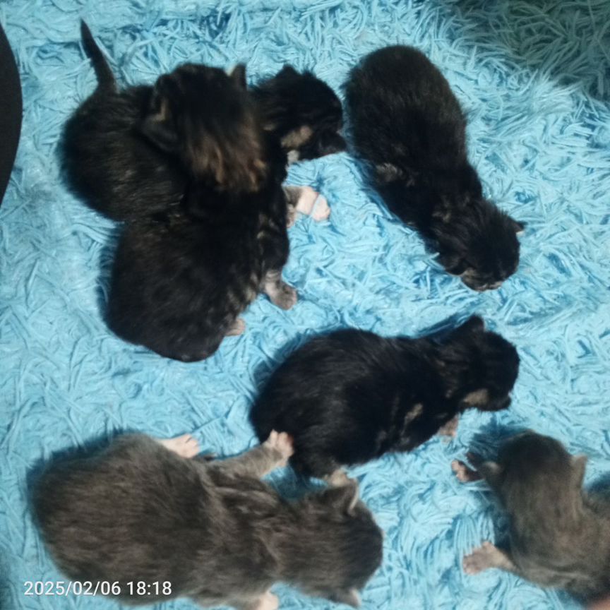 Котята мейн-кун