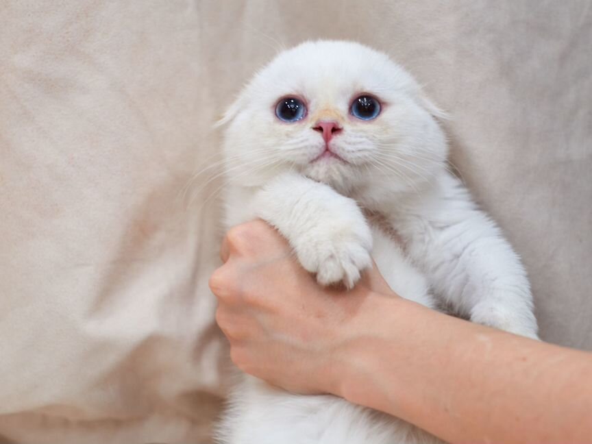 Шиншилла пойнт мальчик