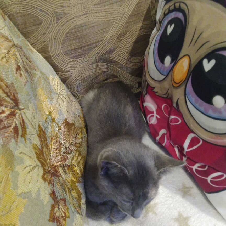 Котёнок в добрые руки