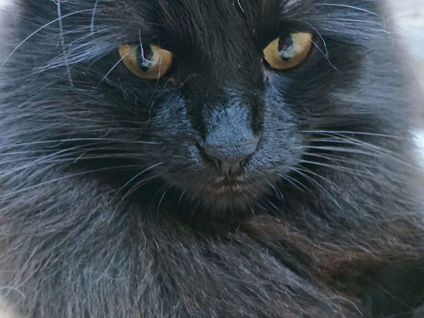 Настоящий кот Бегемот