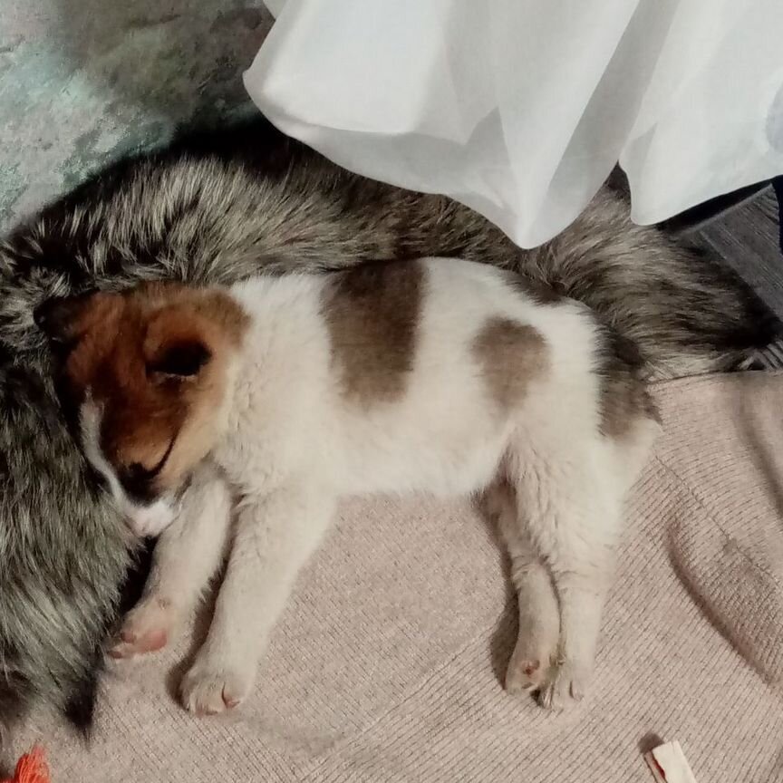 Щенок в добрые руки