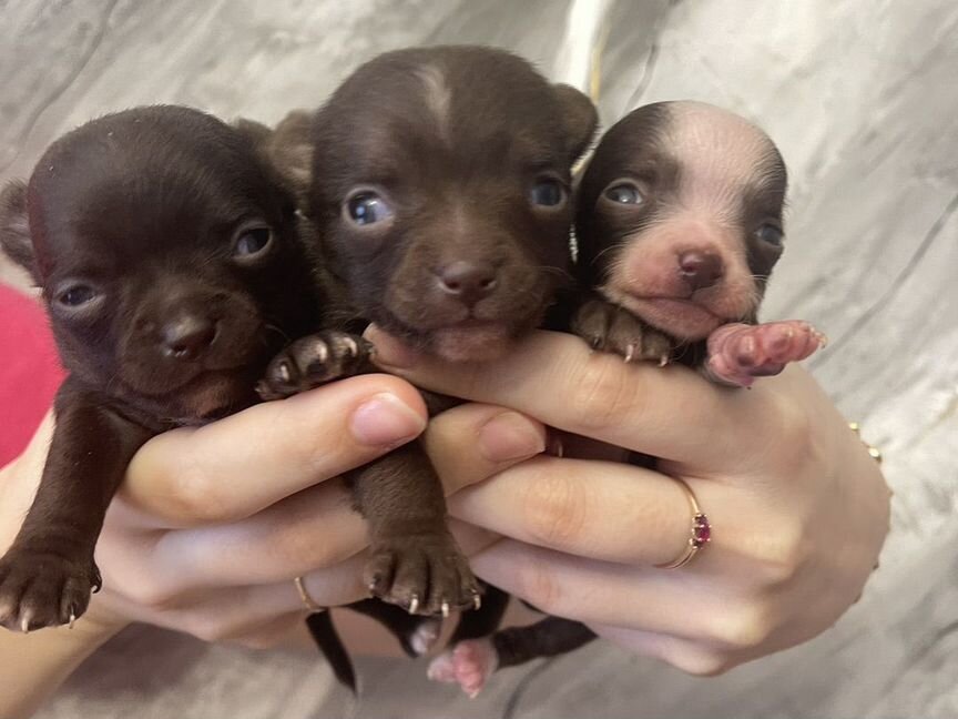 Щенки чихуахуа мини