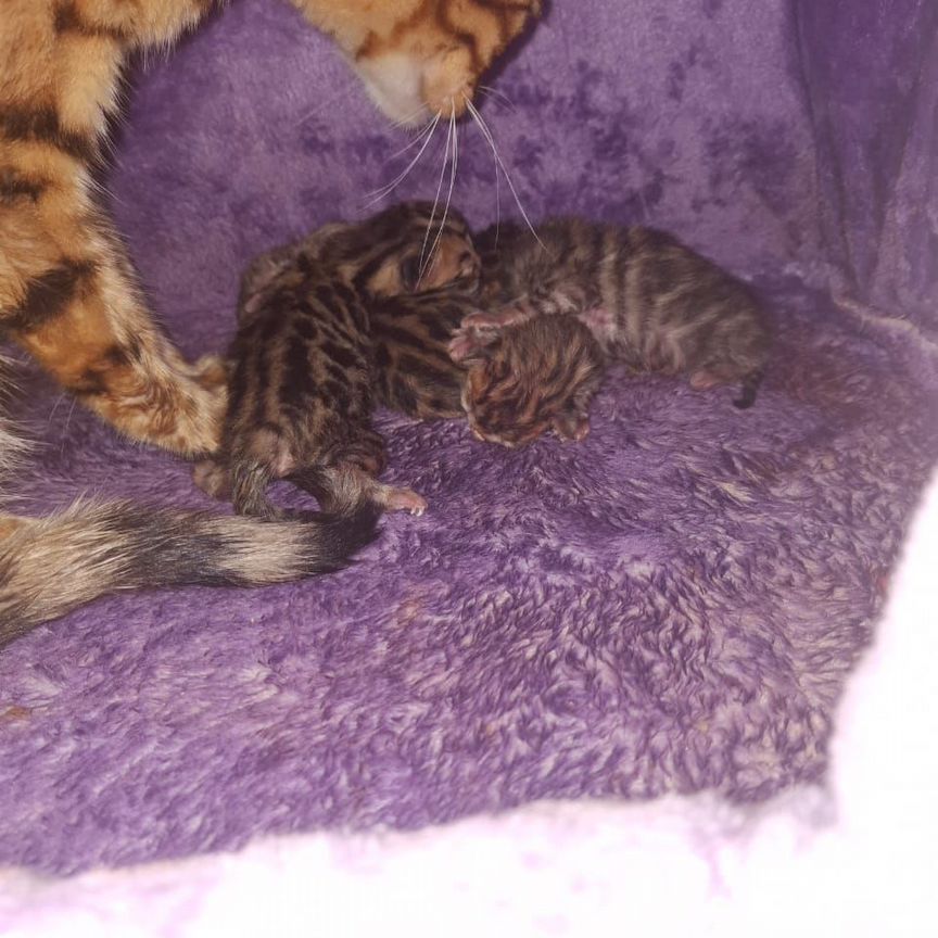 Бенгальские котята