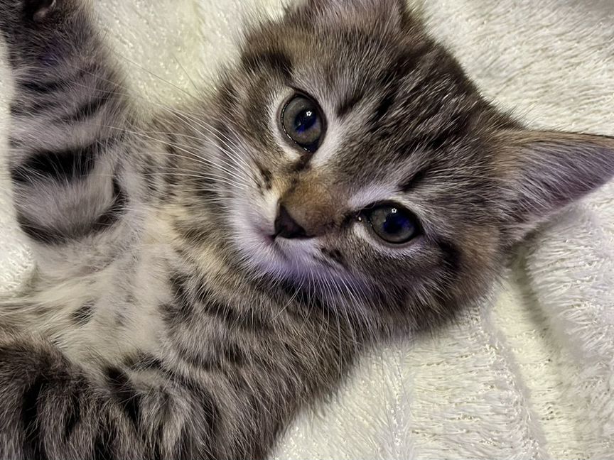 Кот