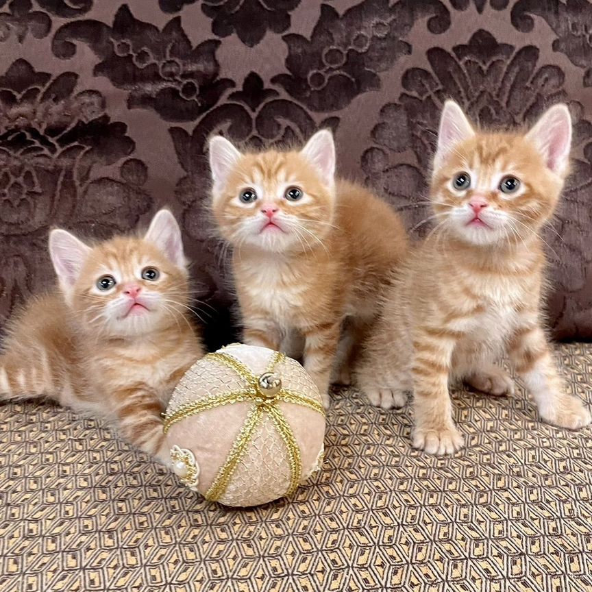 Курильский бобтейл короткошёрстный котёнок