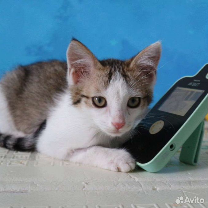 Котенок мальчик Бублик., 2 месяца
