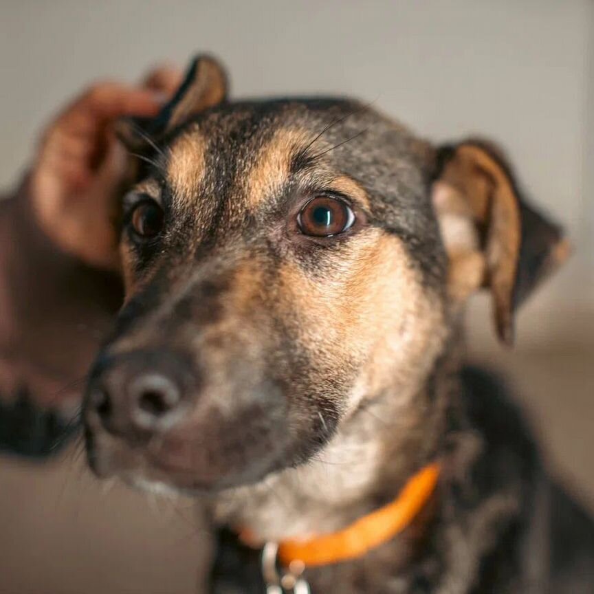 Скромница Марта ищет дом