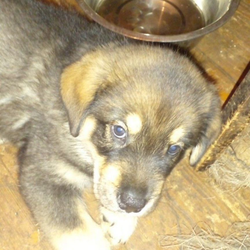 Продам щенков