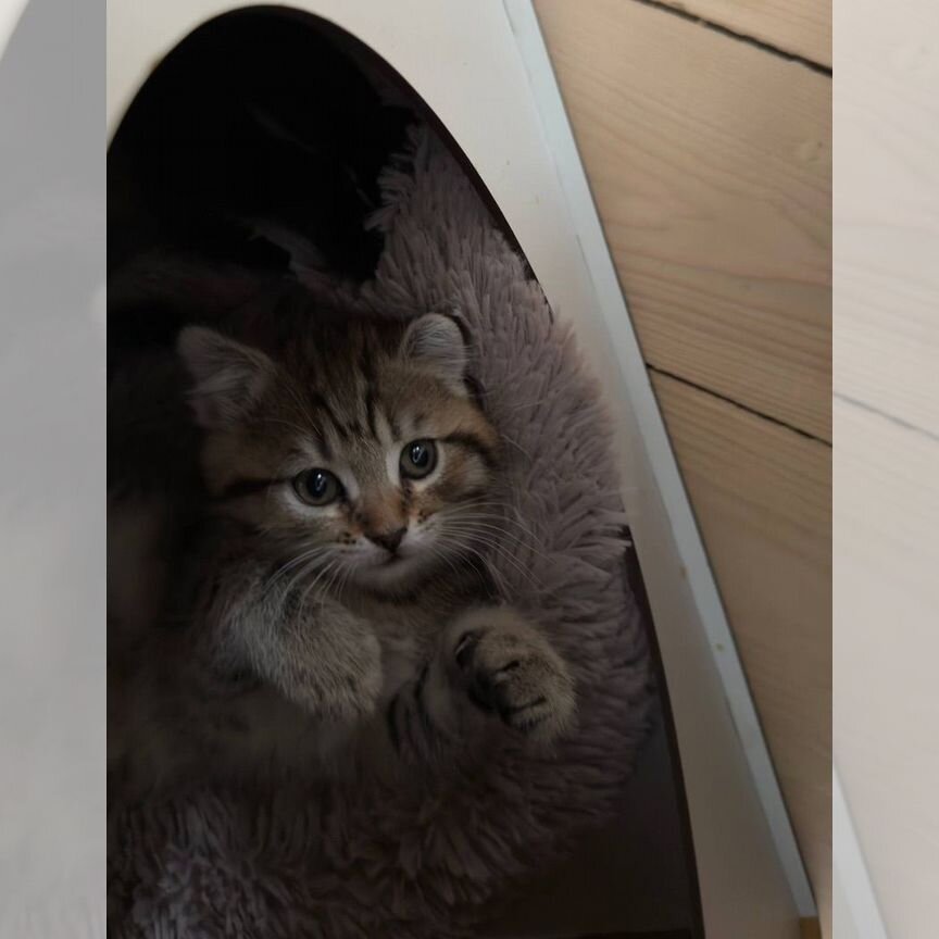 Мейн-кун котёнок