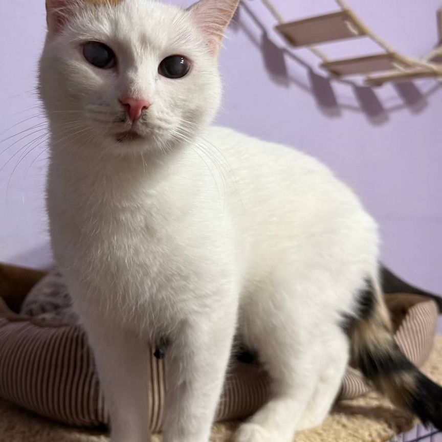 Котёнок кошка 7 мес. Почти белая)