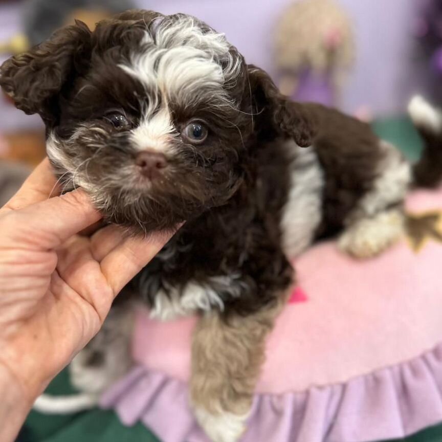 Мальтипу, щенок