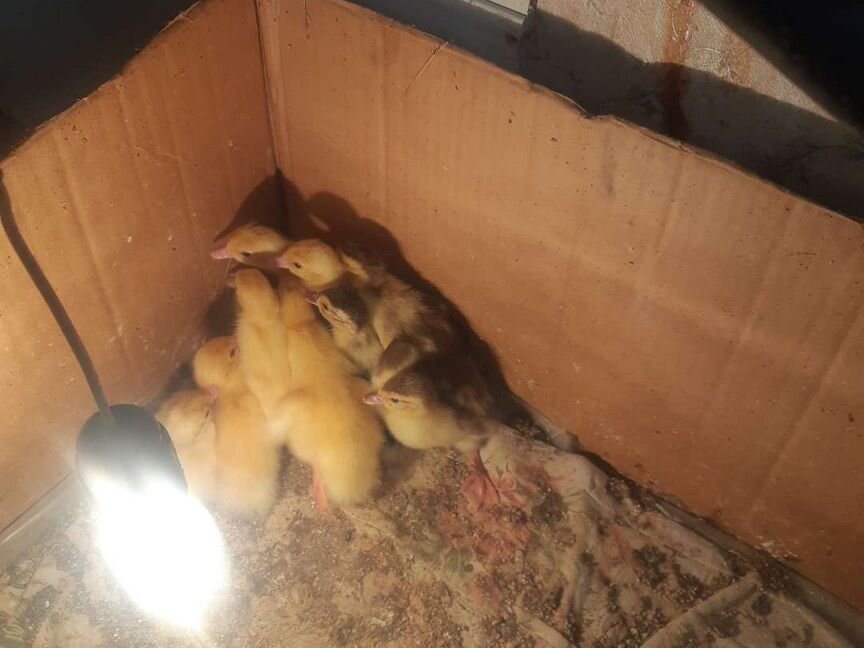 Индоутята 2-х дневные,10шт продам