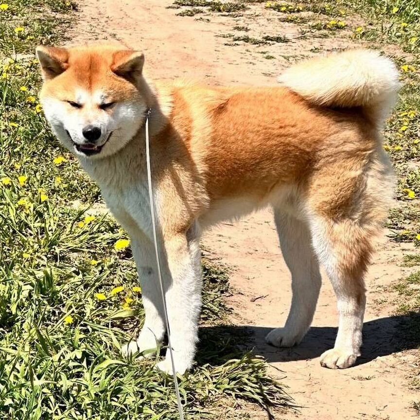 Вязка Кобель Акита Ину