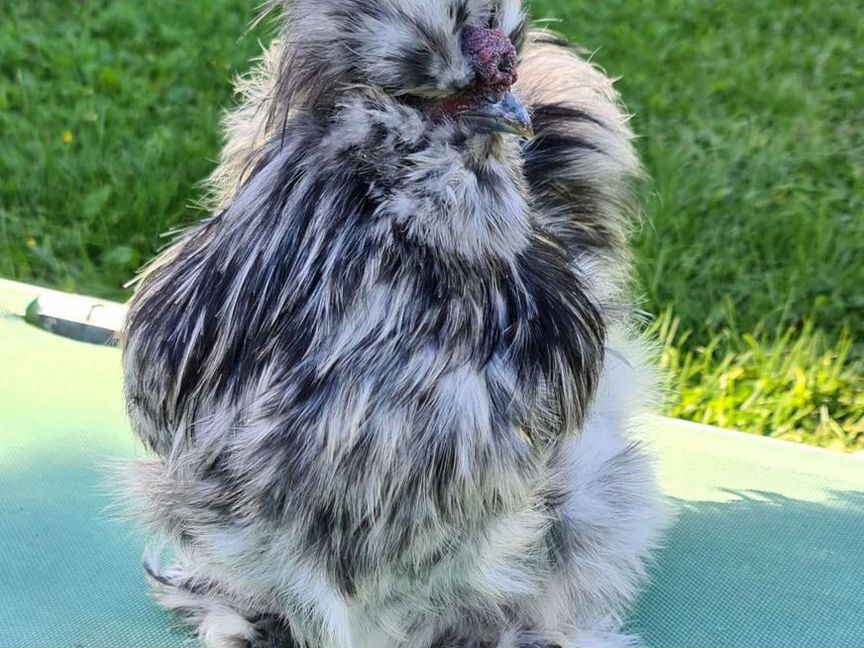 Китайские шелковые петушки,100 америка