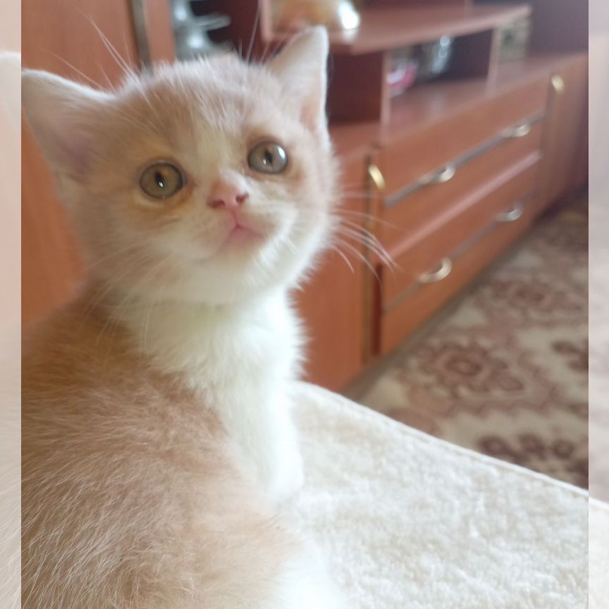 Манчкин котёнок