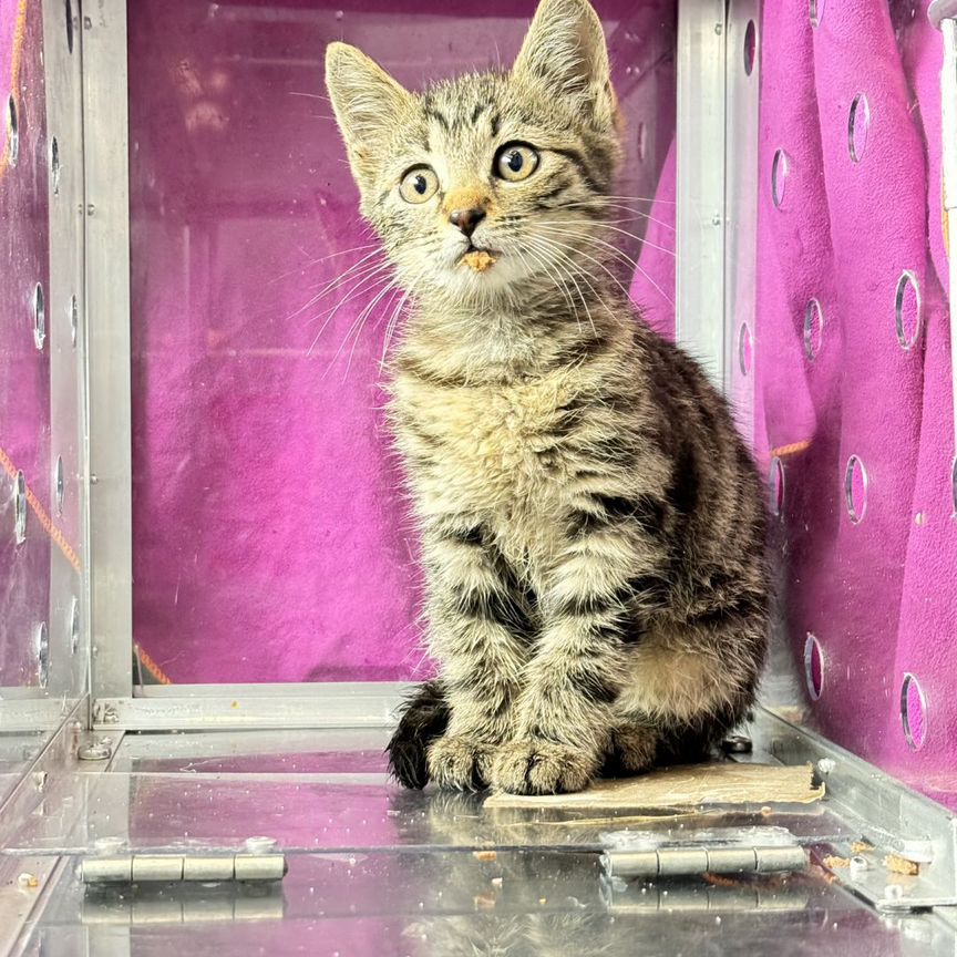 Котенок шпрот 2 мес