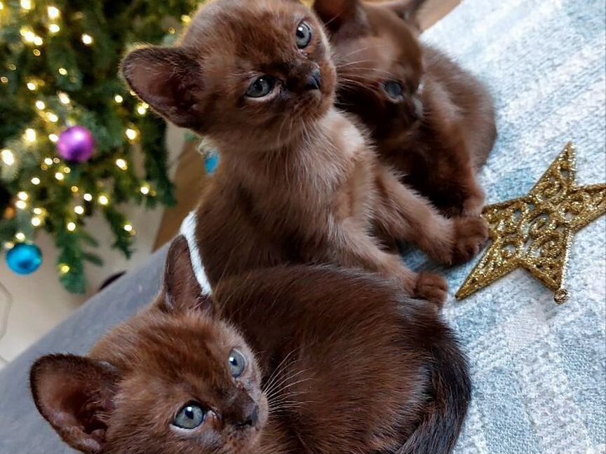 Бурманские котята