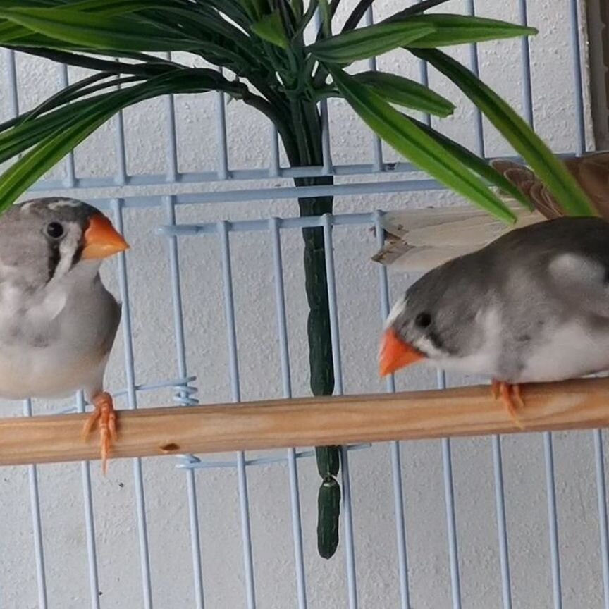 Амадины, самки, 6 мес, за пару