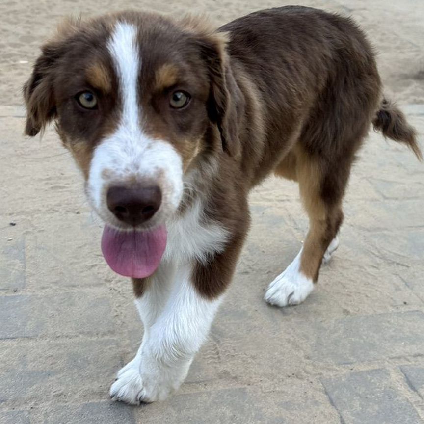 Щенки породы мини американской овчарки