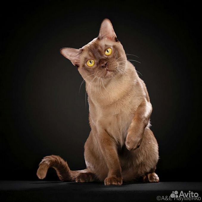 Бурманский кот на вязку