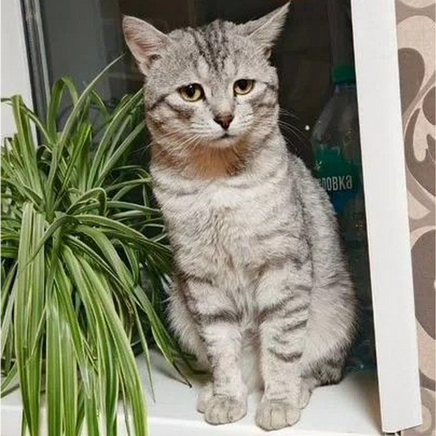 Кот Матроскин ищет хозяев