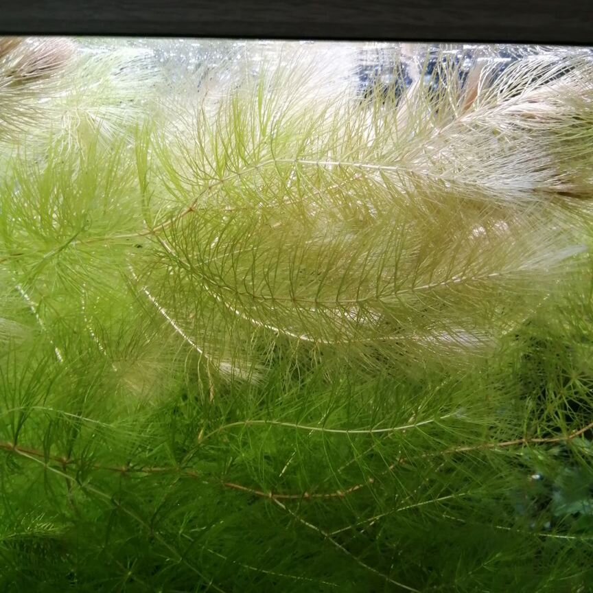 Роголистник (бесплатно)