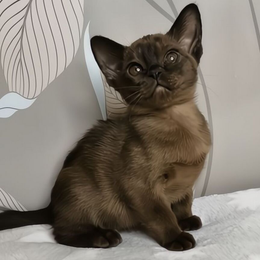 Европейский бурманский котёнок