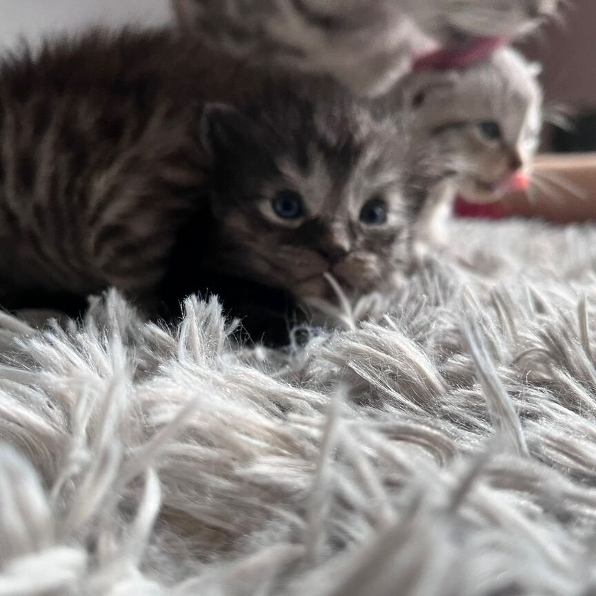 Вислоухий котенок