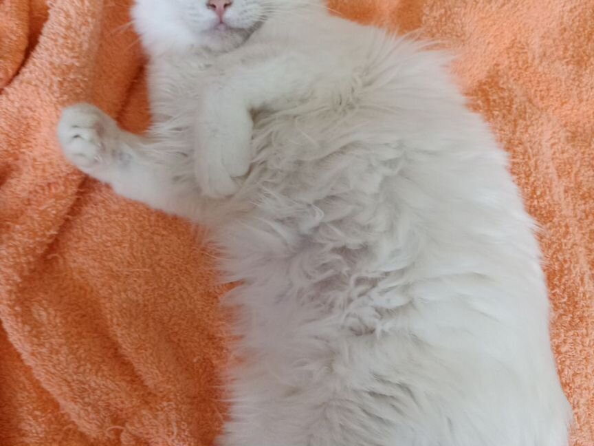 Кошки курильский бобтейл