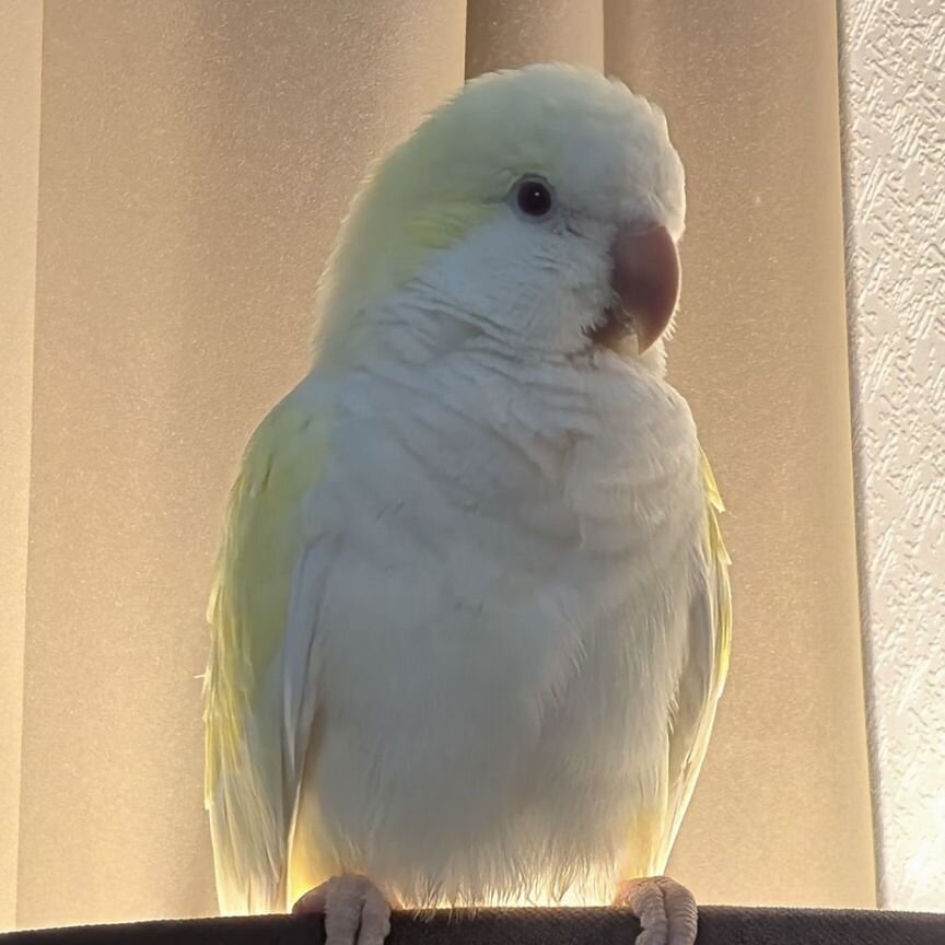 Попугай Монах (квакер) птенец выкормыш ручной