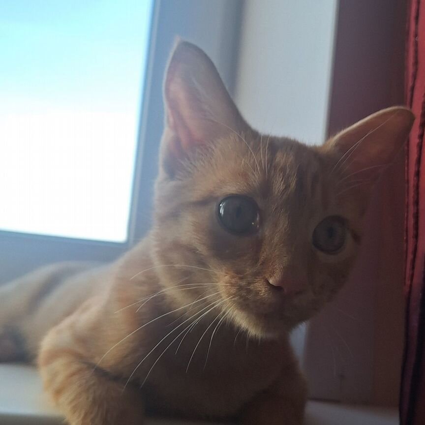 Рыжий котенок в добрые руки