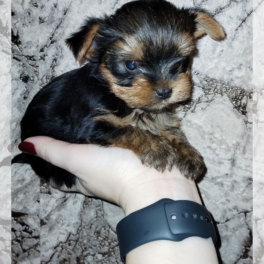 Йоркширский терьер, щенок