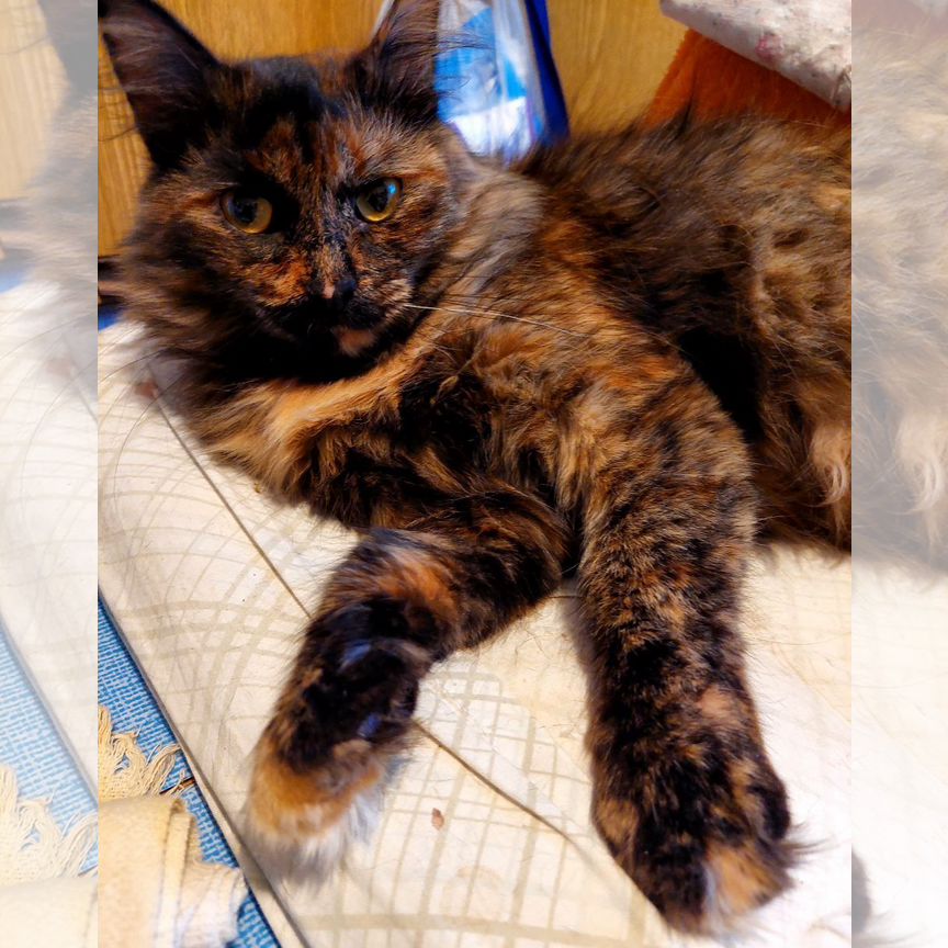 Взрослая, кошка в добрые руки