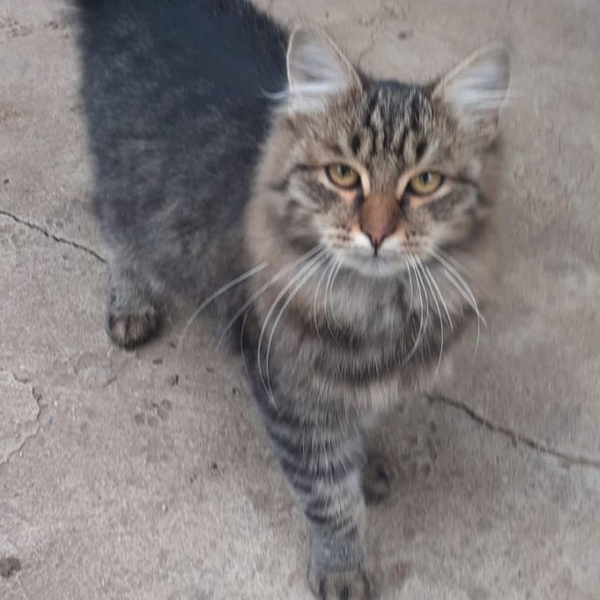 Подросшие котята ищут приют