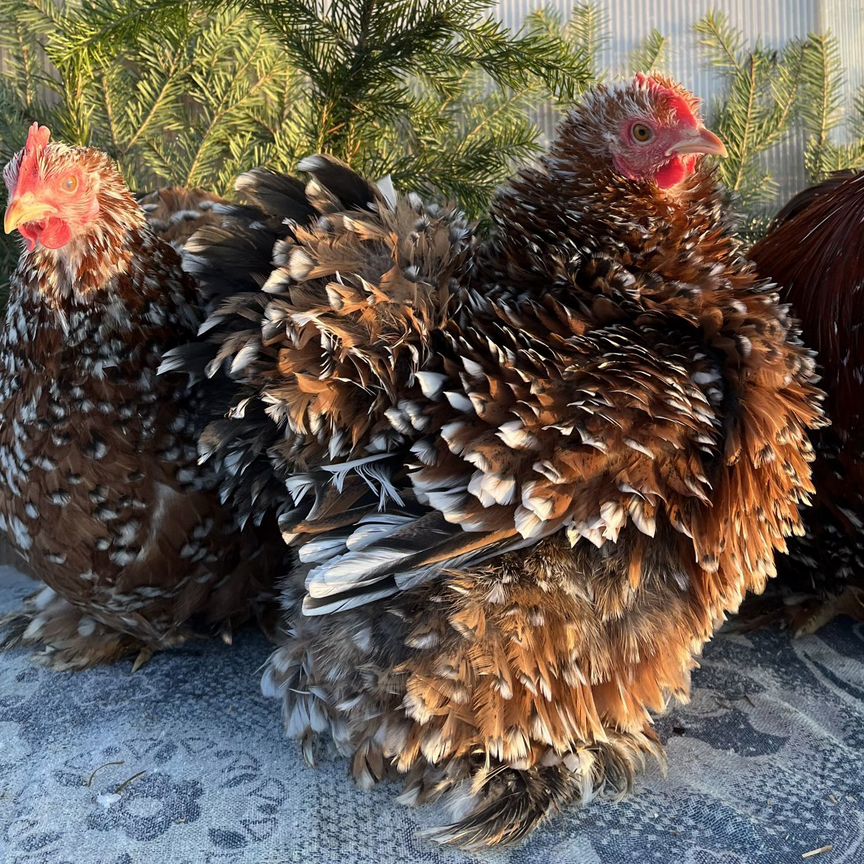 Кохинхин карликовый