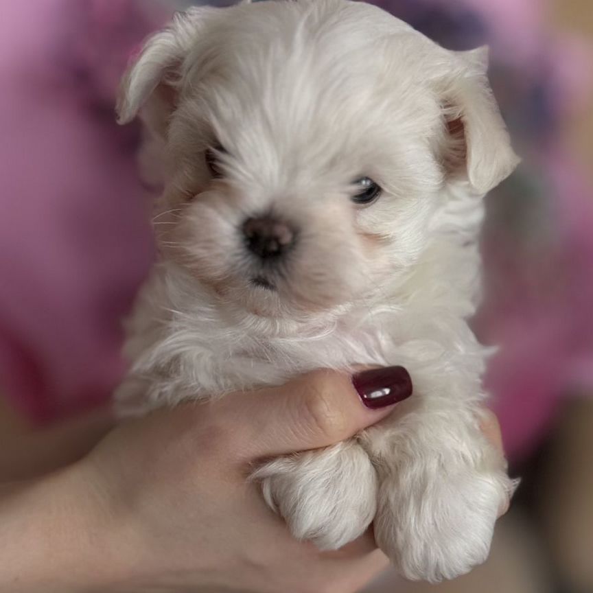 Мальтийская болонка, щенок