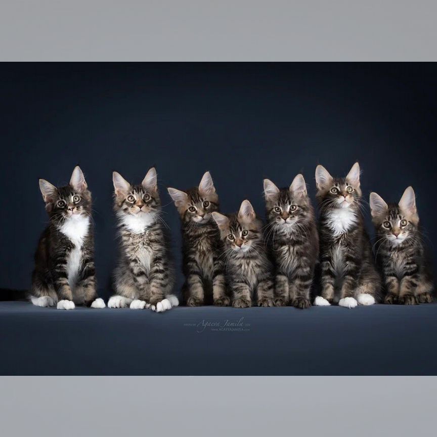 Мейн-кун котёнок