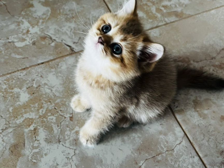 Шотландские котята