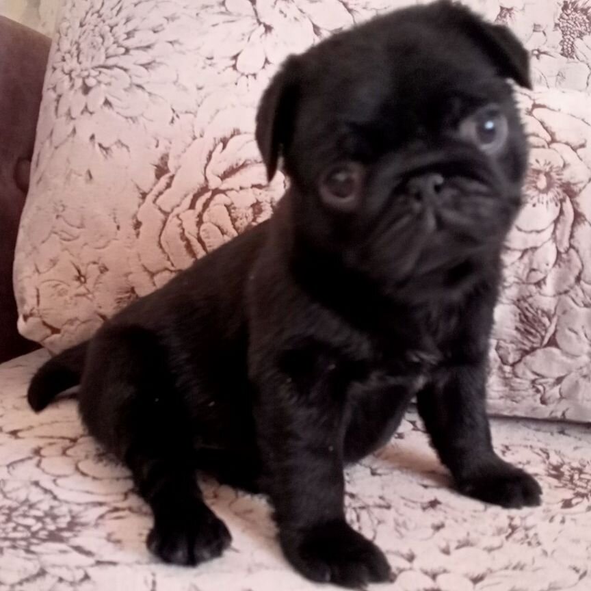 Черная жемчужина