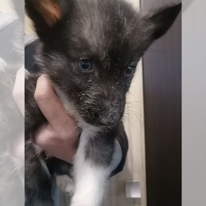 Щенки помесь сибирский хаски с дворнягой