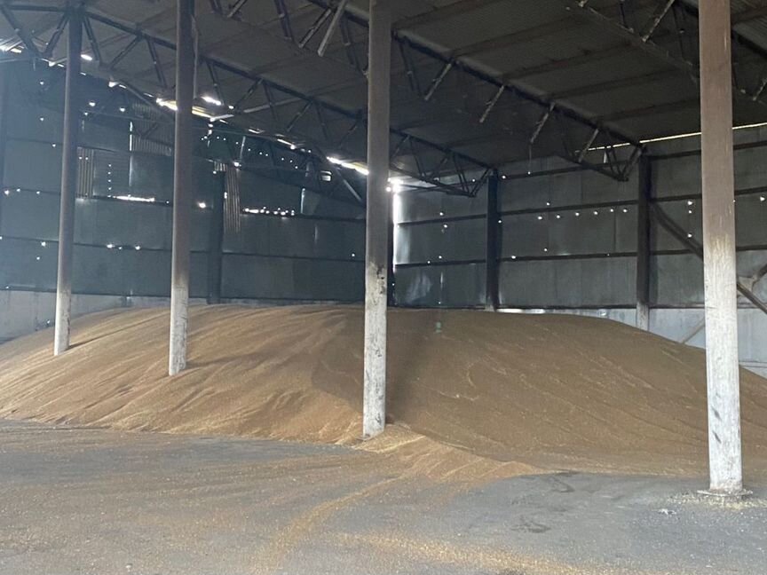 Зерно пшеница 3 класс