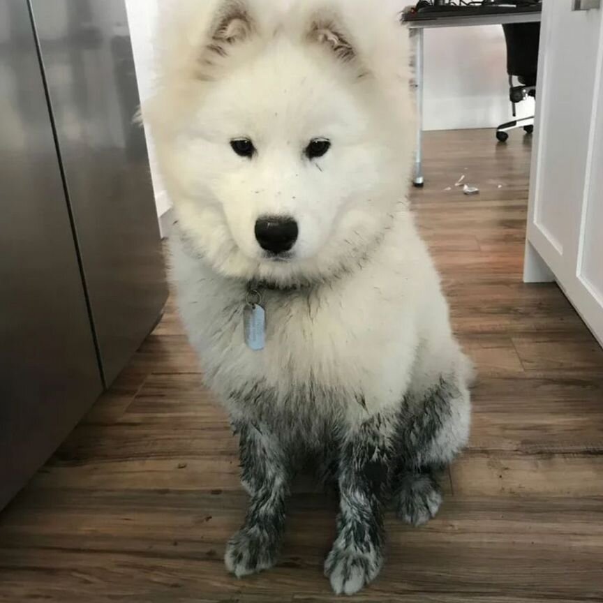 Самоедская лайка