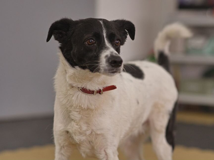 Аюша, собака в семью