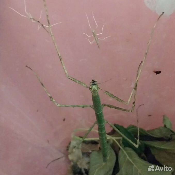 Аннамские палочники (малыши)